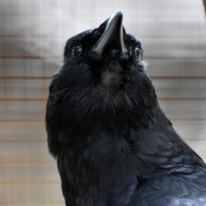 Saginaw Children's Zoo