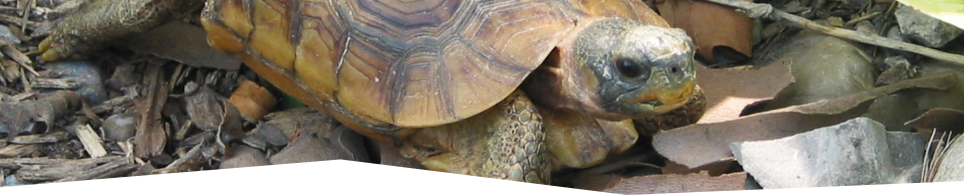 Breeding Programs – Saginaw Children's Zoo