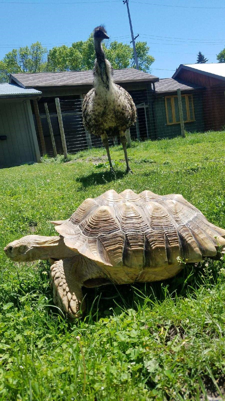 Getting Our Animals in the Outback “In-Front” of Our Community ...
