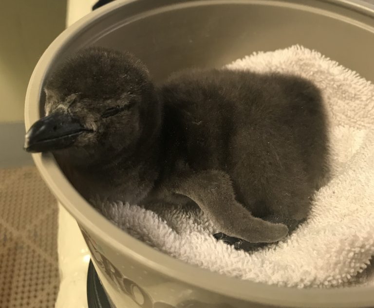 Waddle We Do With a Baby Penguin! – Saginaw Children's Zoo