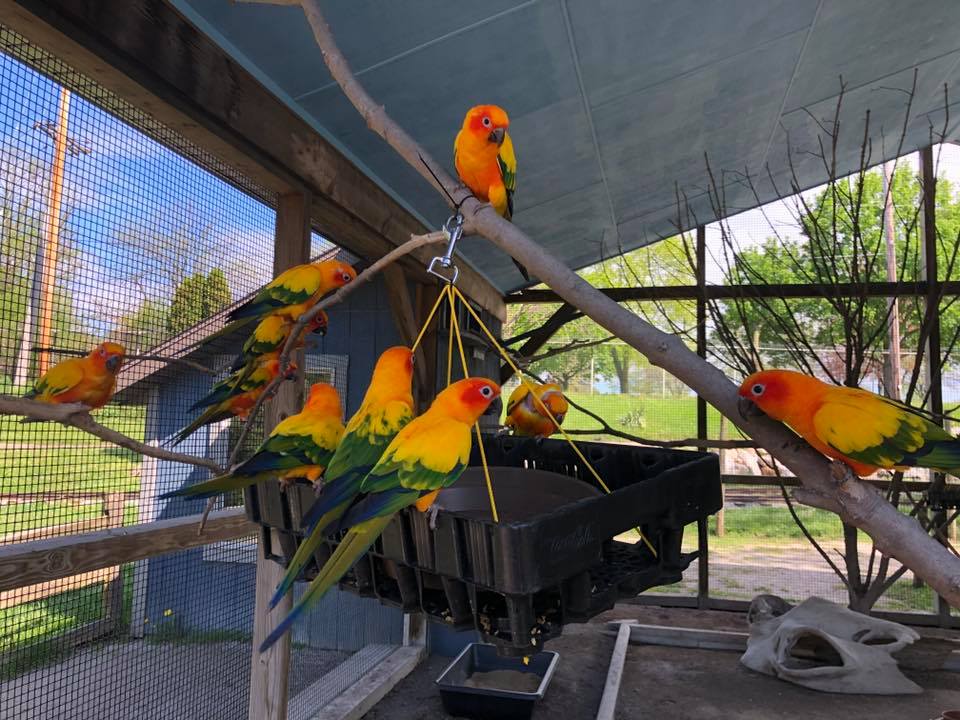 Sun Conure – Saginaw Children's Zoo