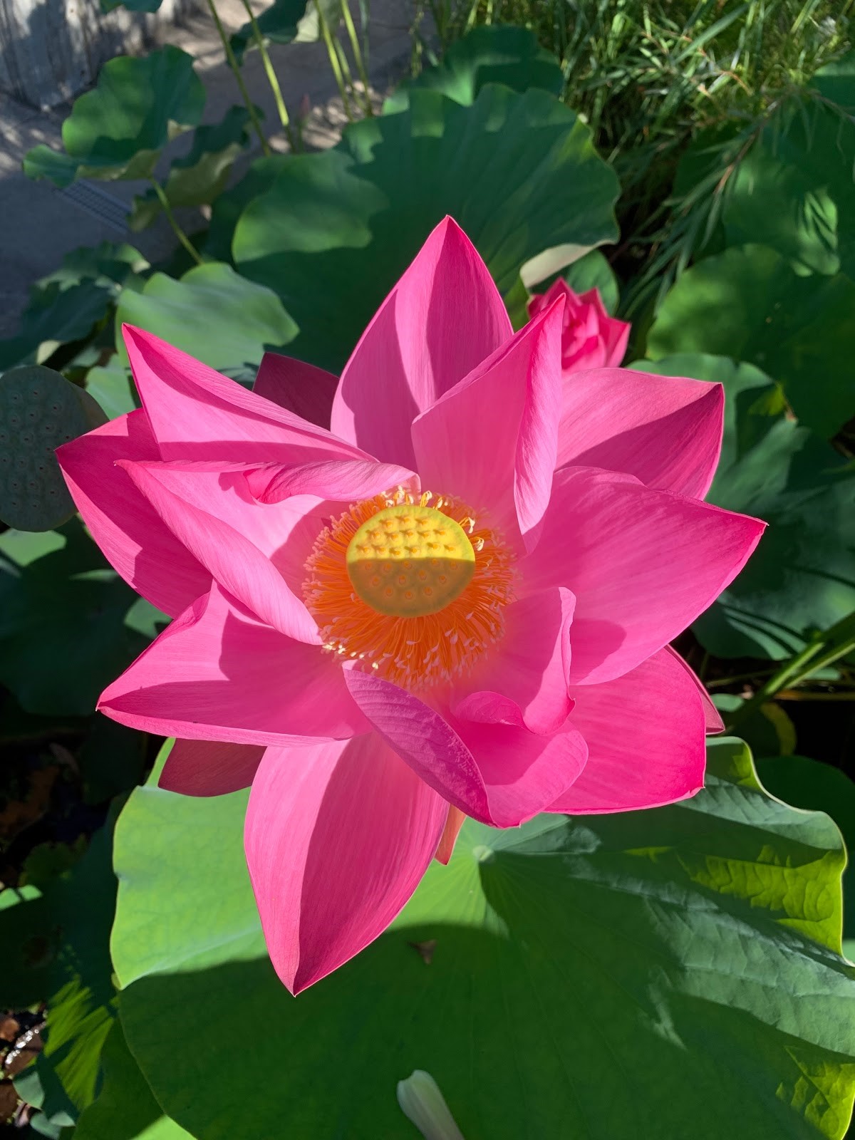 A Glimpse of Zoo History: The Pond – Saginaw Children's Zoo