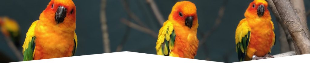 Animals – Saginaw Children's Zoo