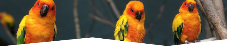 Animals – Saginaw Children's Zoo